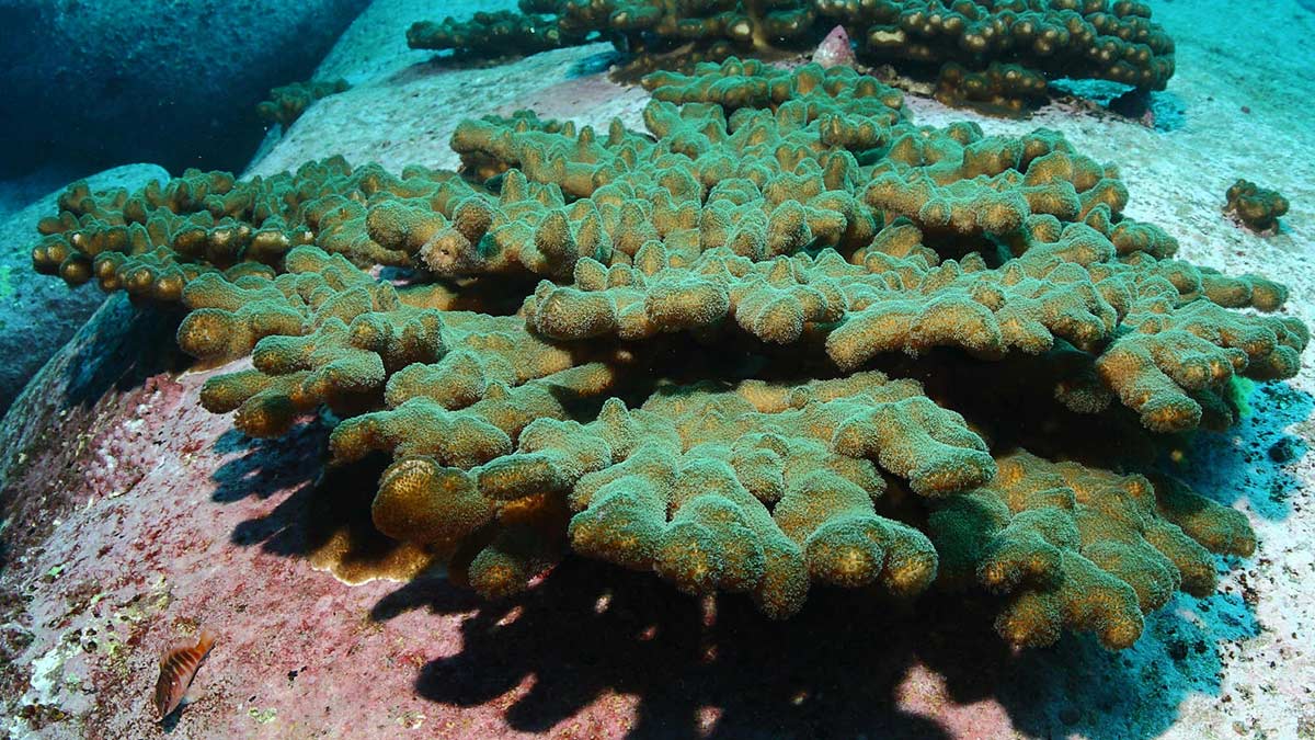 Branching corals: Tropical intruders or climate survivors? - The Tawny ...